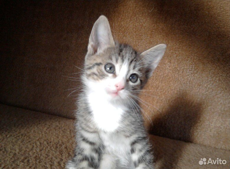 Котенок с лестницы