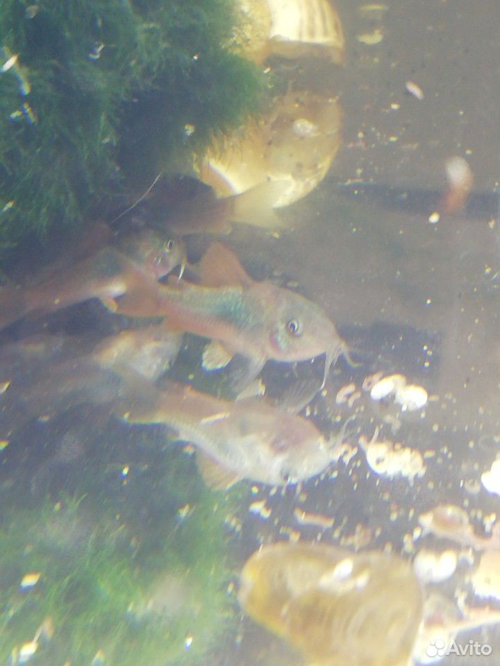 Золотистые коридорасы