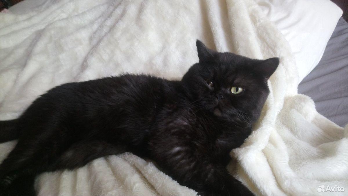 Чёрный британский кот