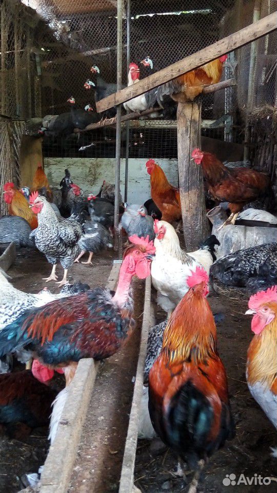 Индюк,цисарки,петухи,цыплята цисарки