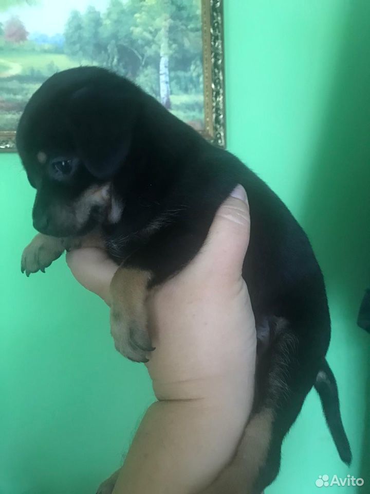 Той терьеры мини