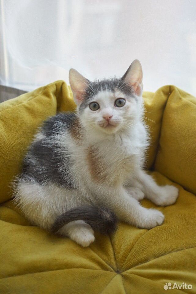 Котенок Незабудка