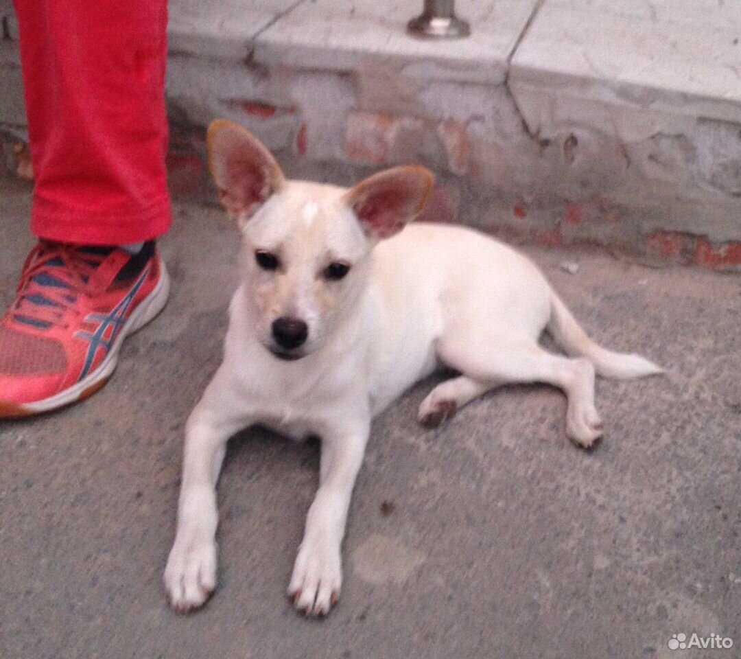 Щенок мелкопородный в добрые руки