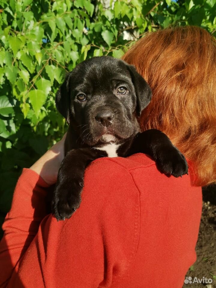 Сука Кане Корсо