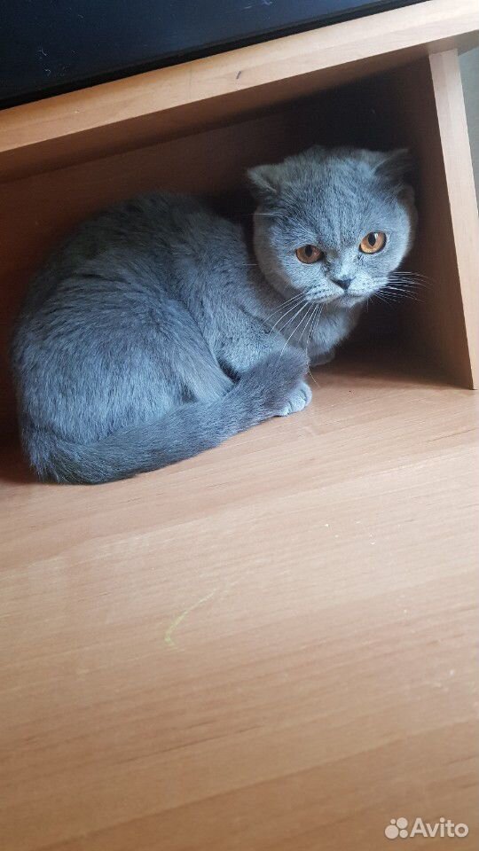 Британочка веслоухая