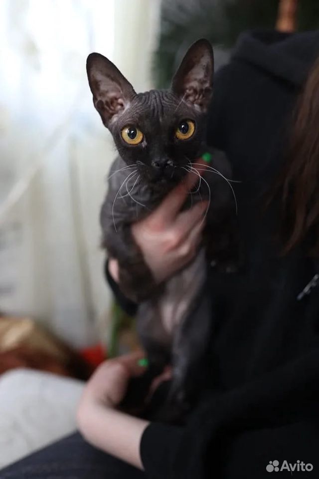 Коротколапая кошечка манчикин/минскин