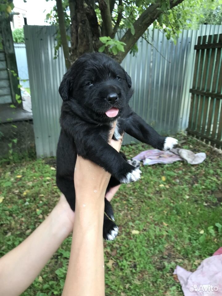 Щенки от мамы лабрадор