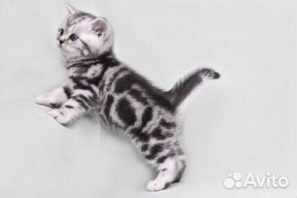 Котята британской породы