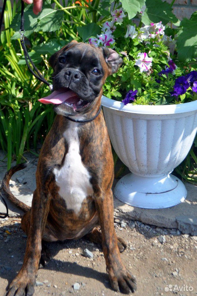 Боксер тигровый щенок