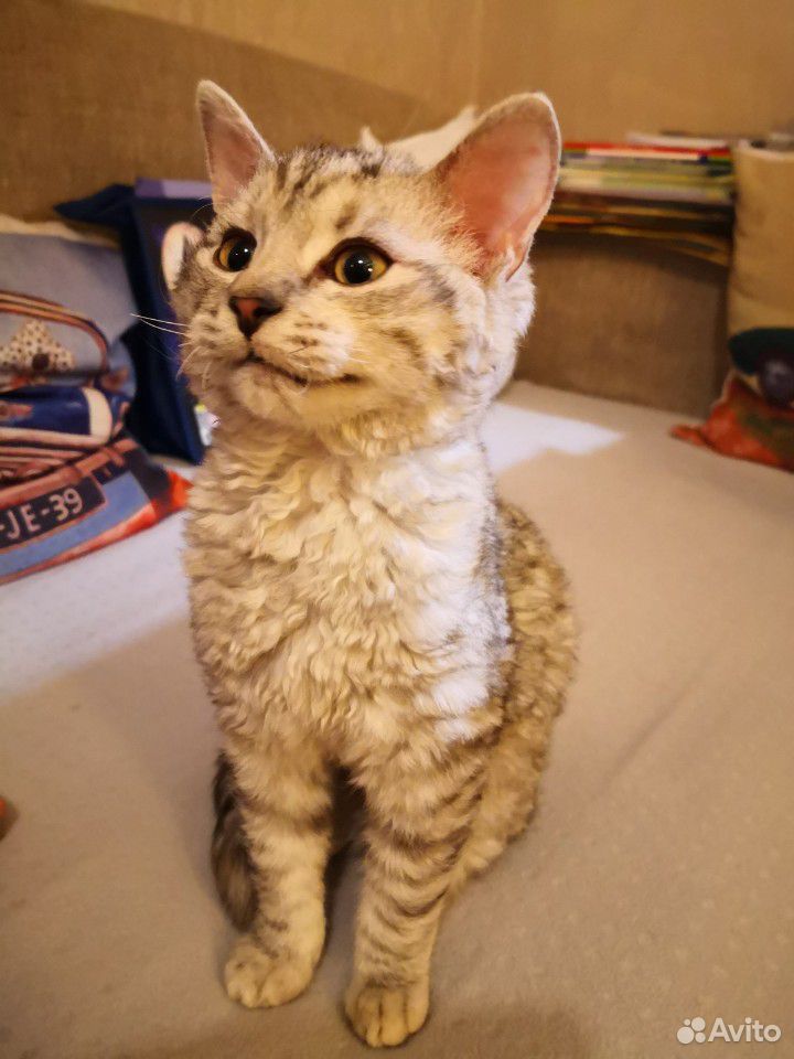 Селкирк рекс кошечка