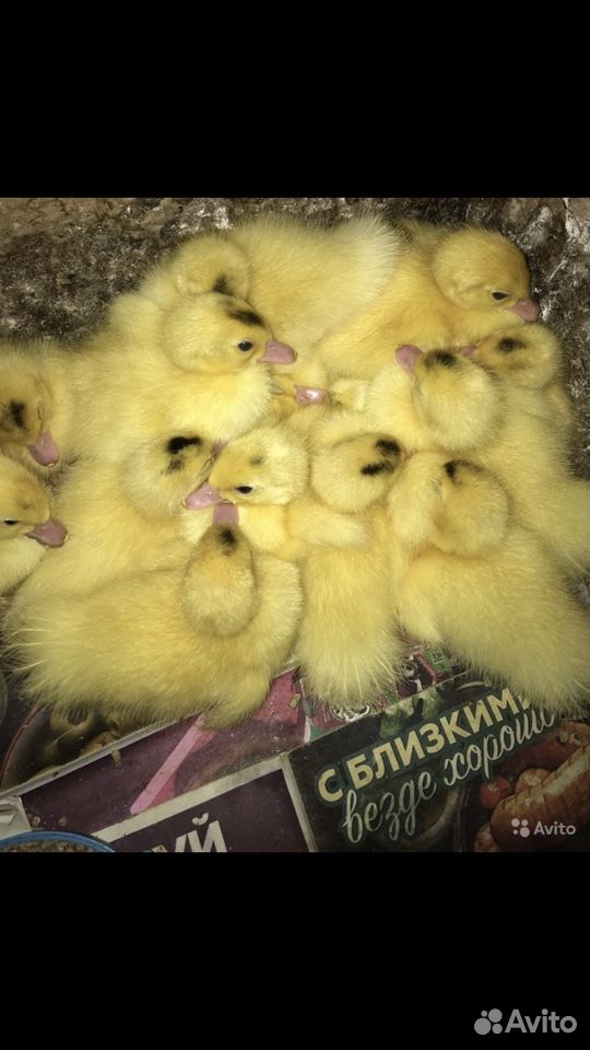 Продаются индоутята