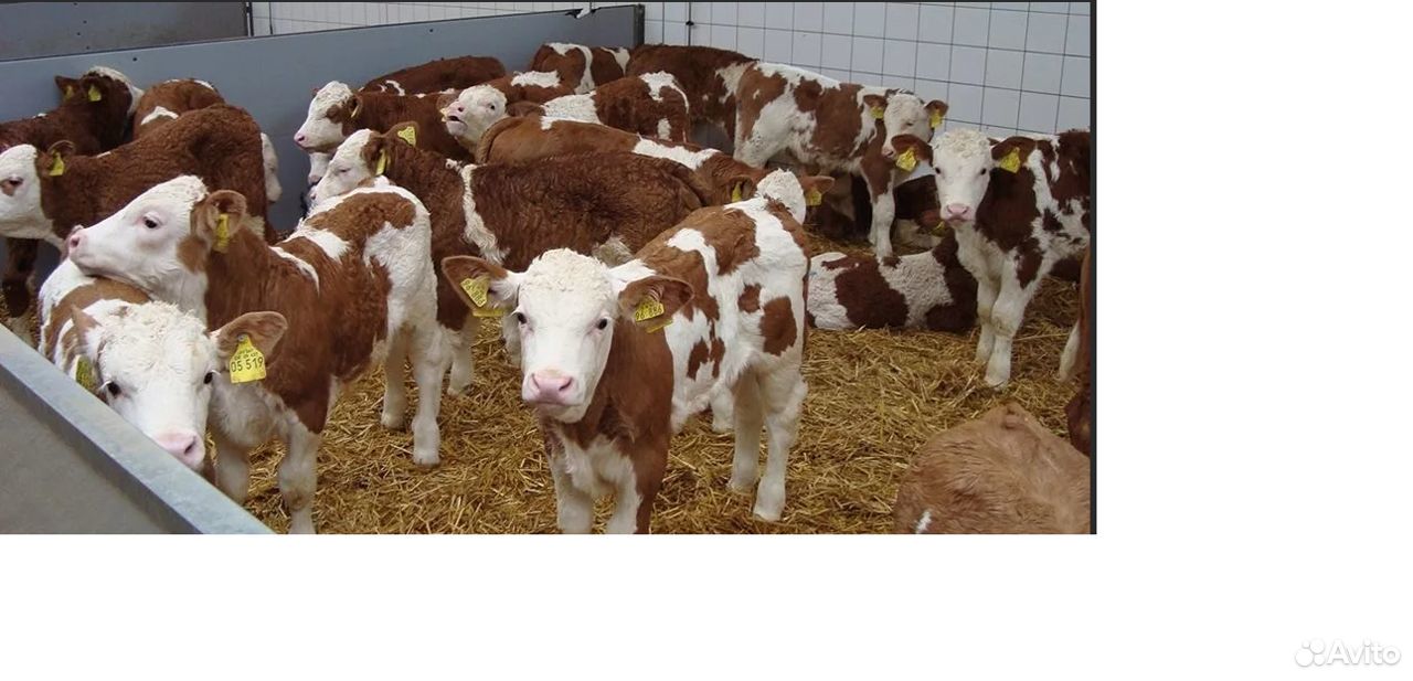Телята и бычки симменталы