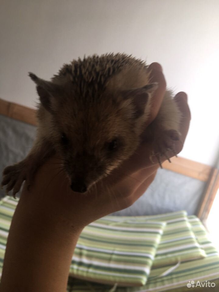 Ёжик ушастый