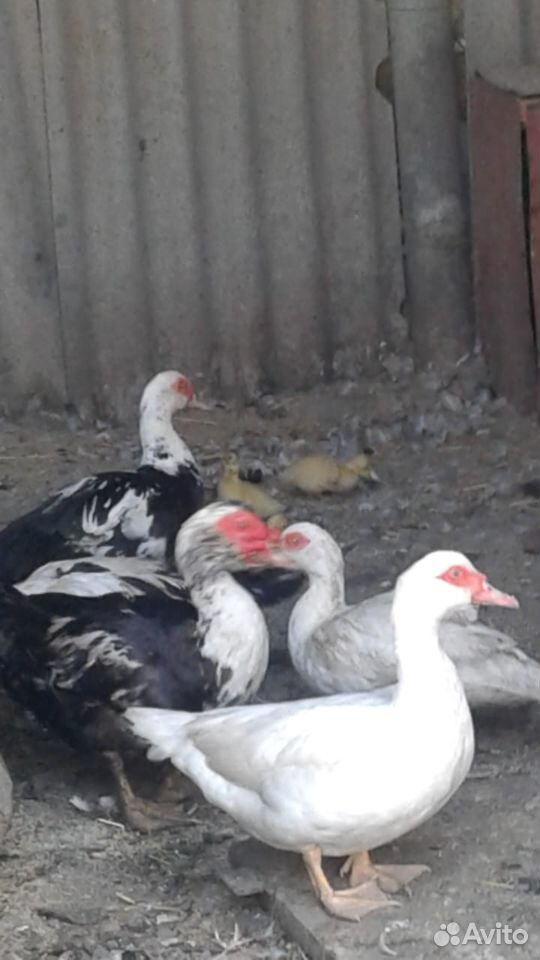 Утки (шептуны) и утята