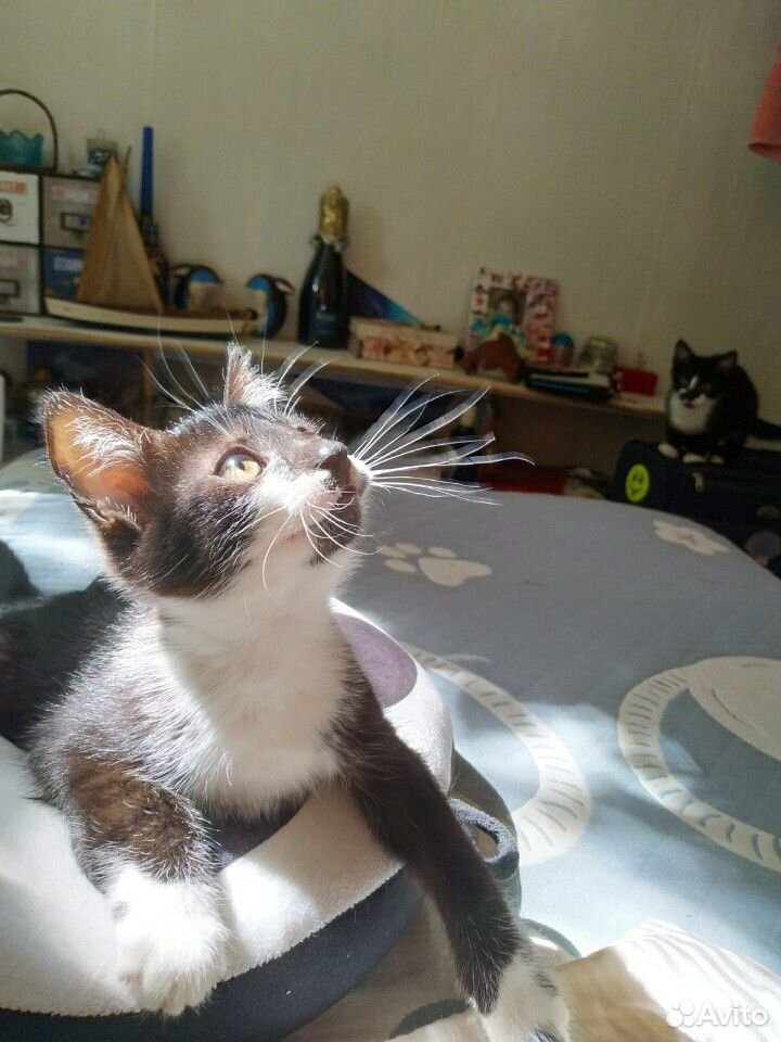 Обаятельная,изящная кошечка