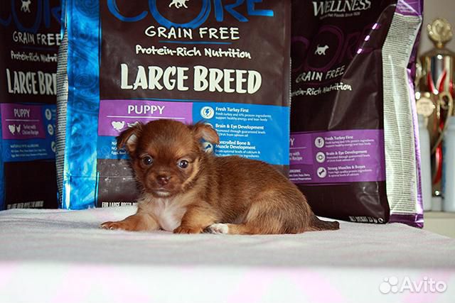 Длиношерстная шоколадная девочка Чихуахуа