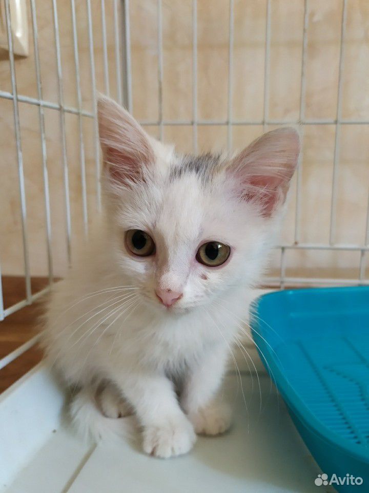 Котёнок