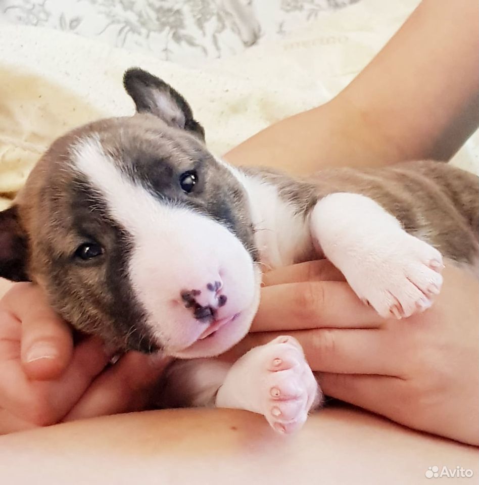 Очаровательный минимальчик PLL clear