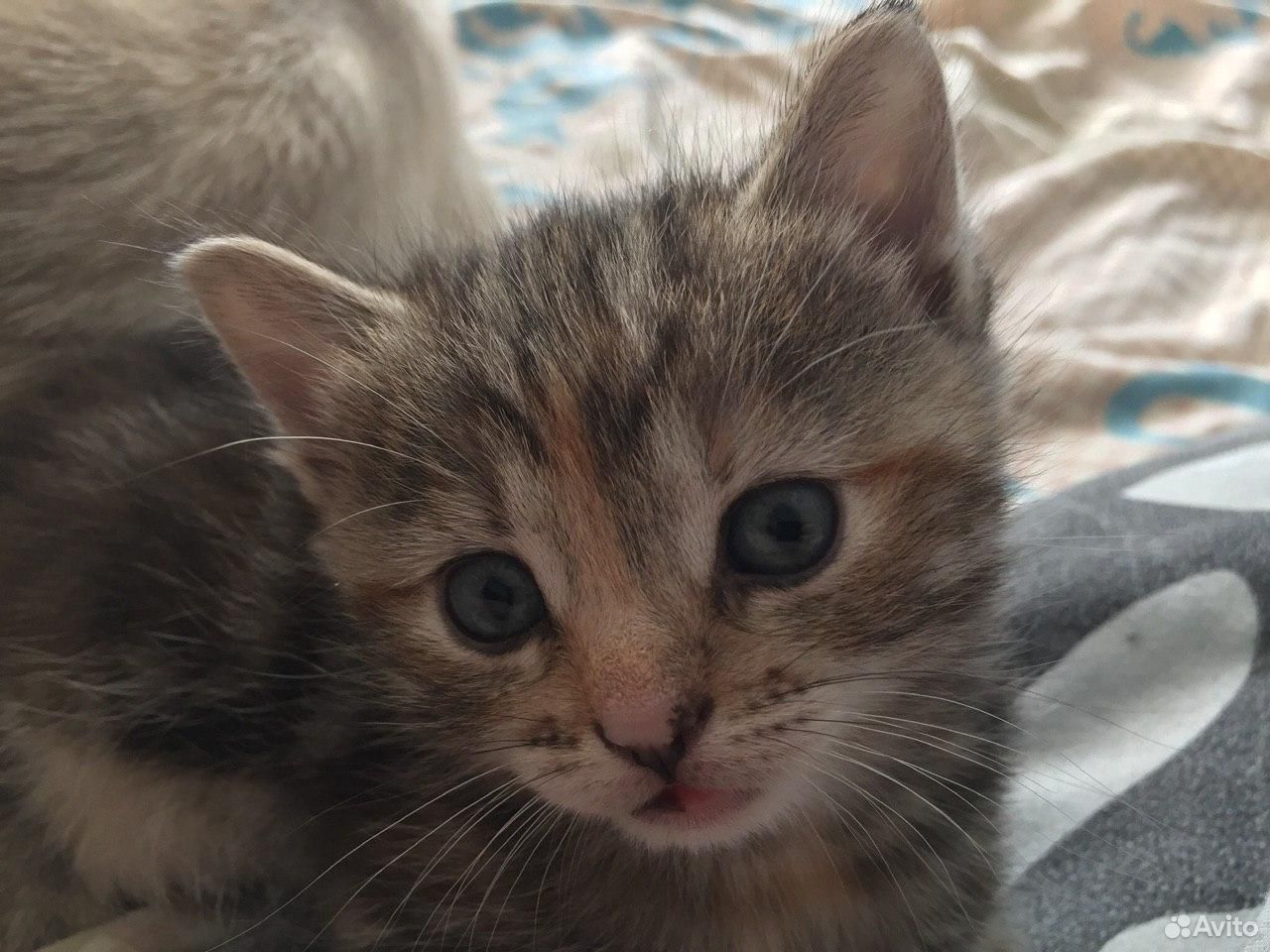Котенок в добрые руки