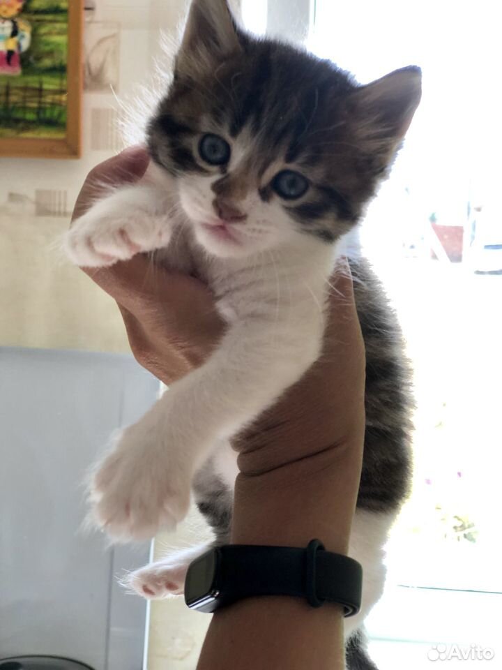 Котята в добрые ручки