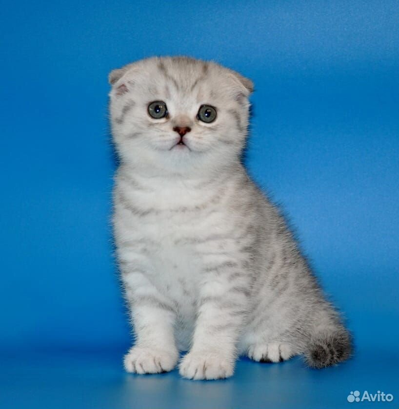 Шотландская вислоухая кошечка
