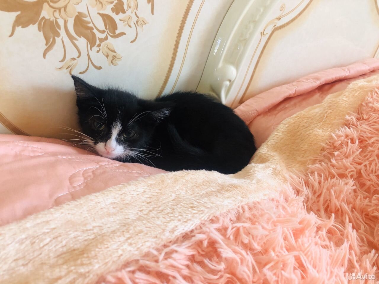 Котенок в добрые руки