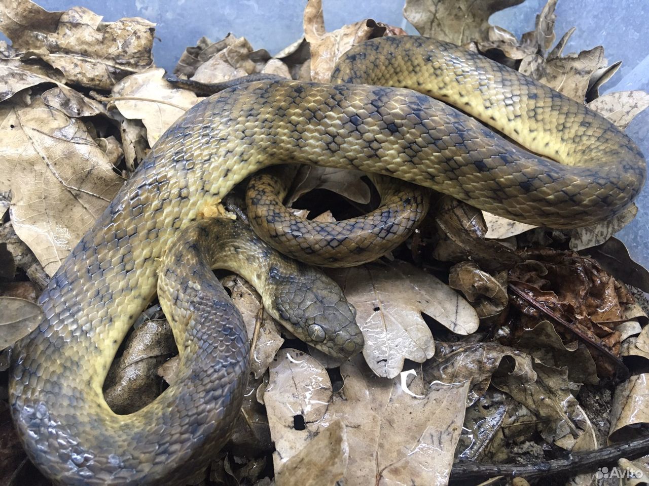 Мадагаскарская кашачьеглазая змея