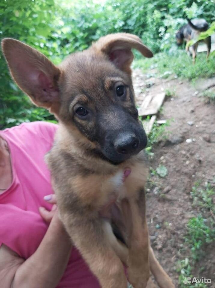 Очаровательная малышка Молли в добрые руки