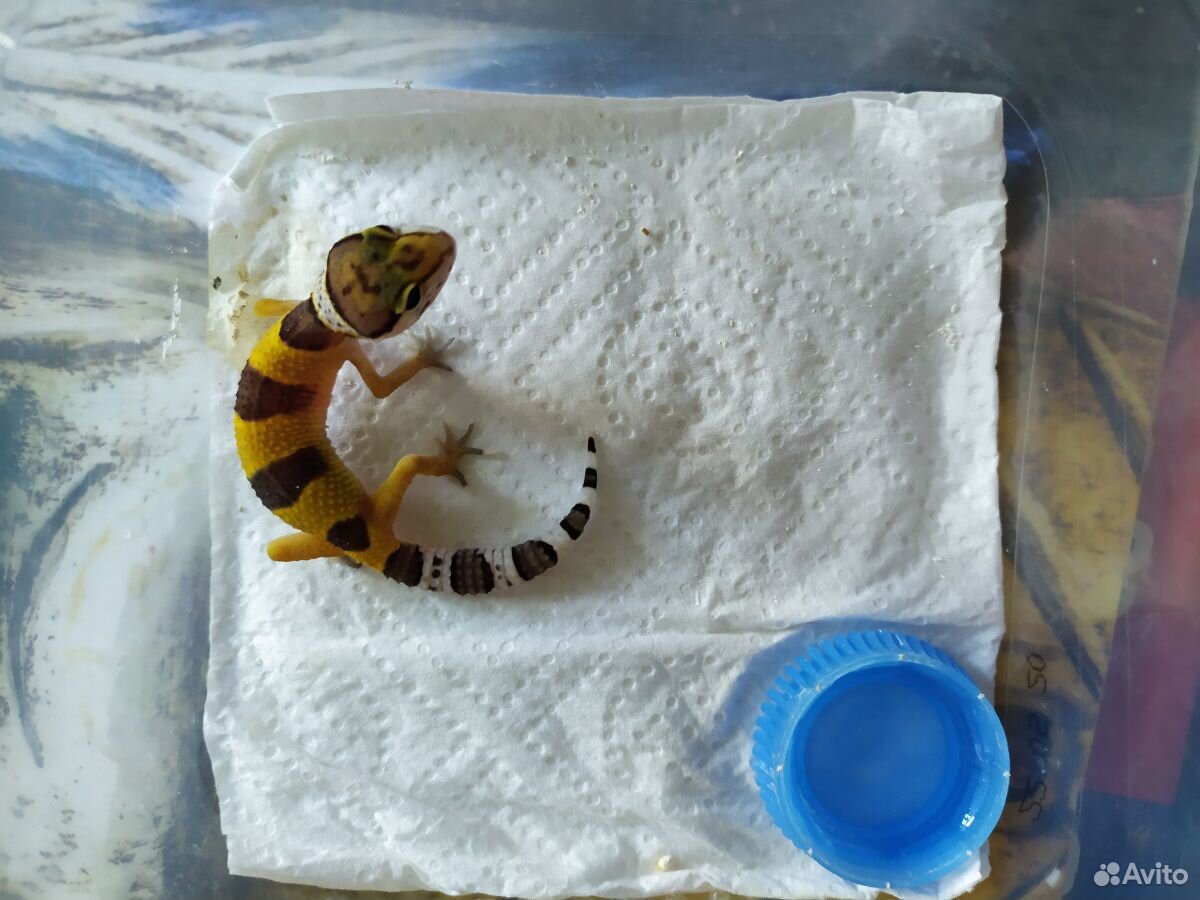 Эублефарчик