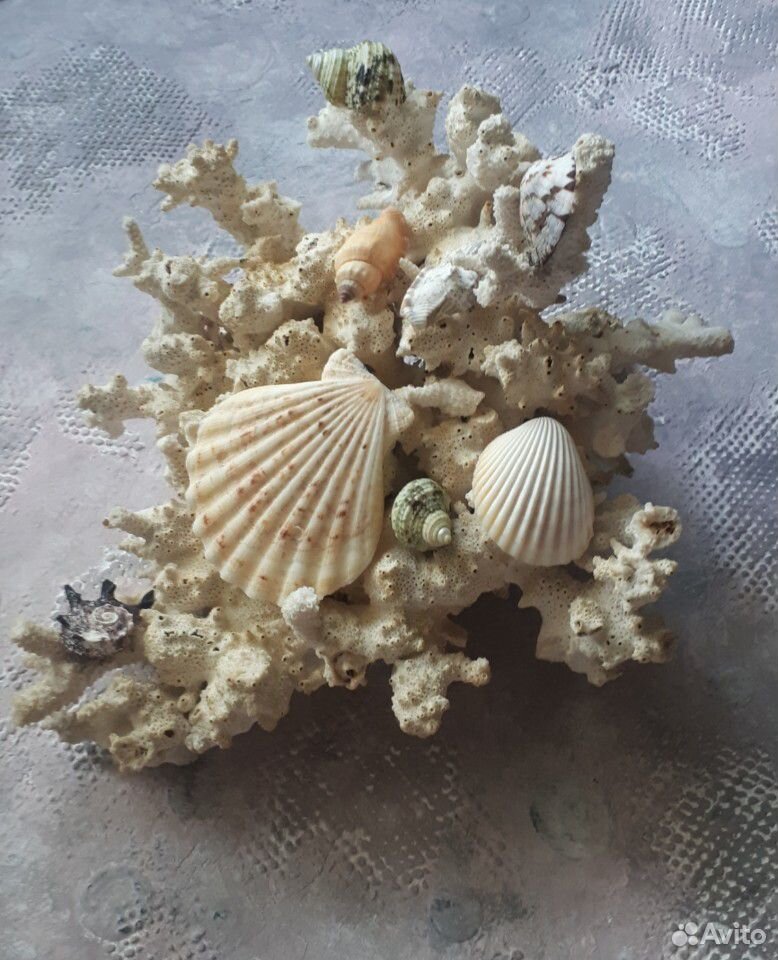 Коралл и ракушки,звезда морская