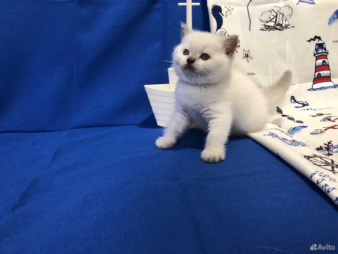 Котята блю пойнт крутые мальчики