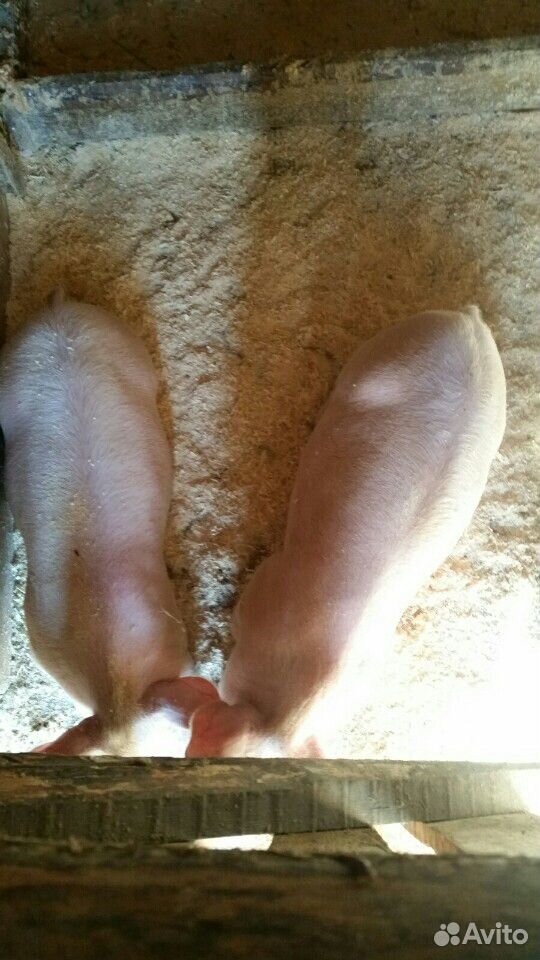 Поросенок ландрас
