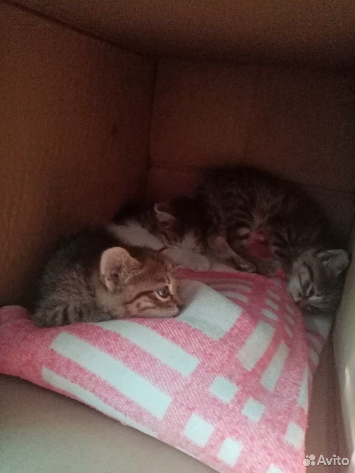 Самые милые и дружелюбные котятки