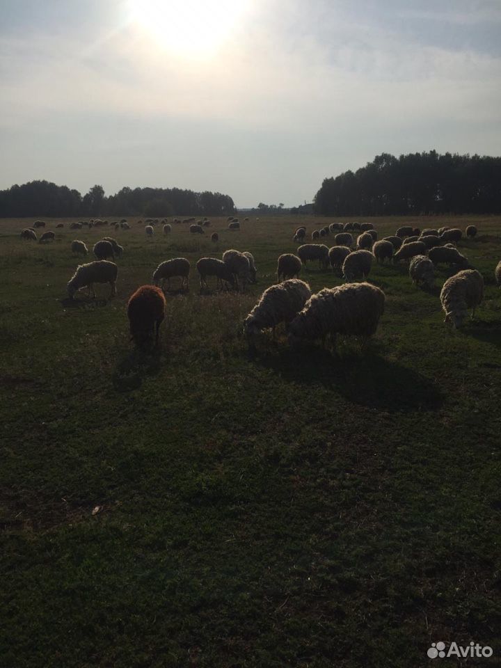Продам овечек