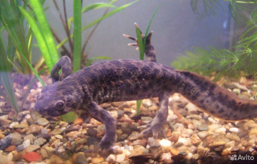 Тритон акваиумный