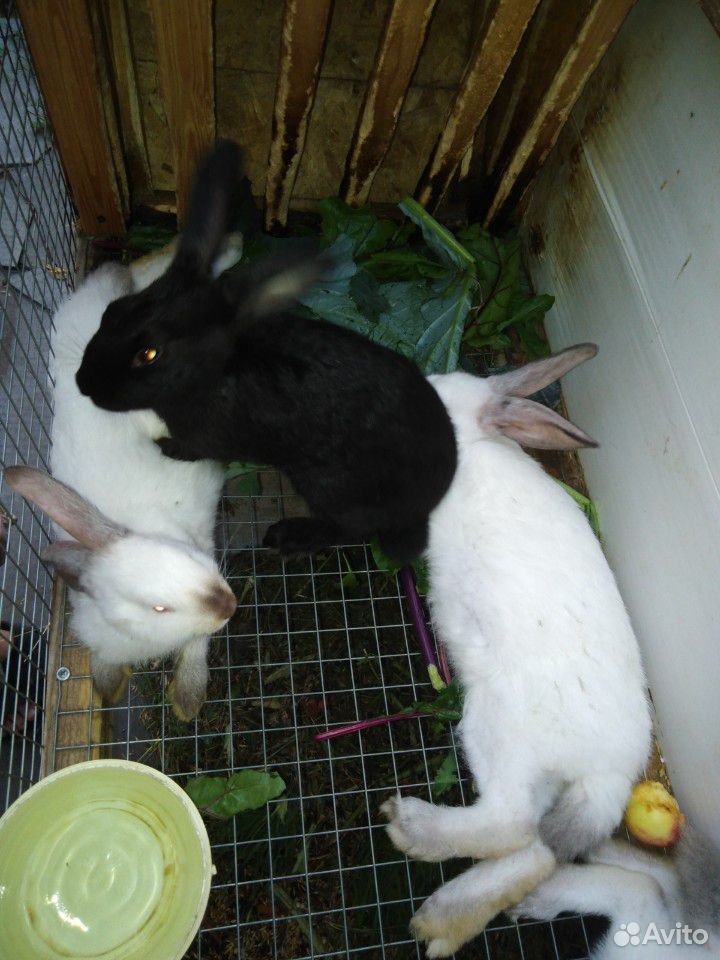 Крольата 2, 5 месяца