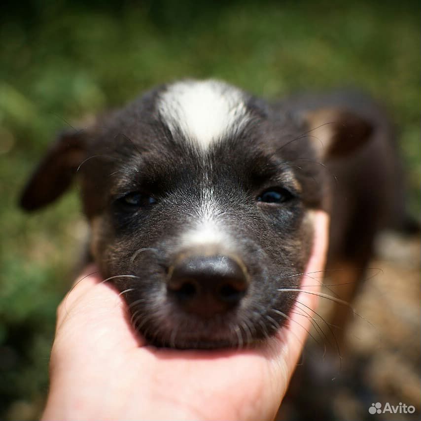 Фрам ищет дом