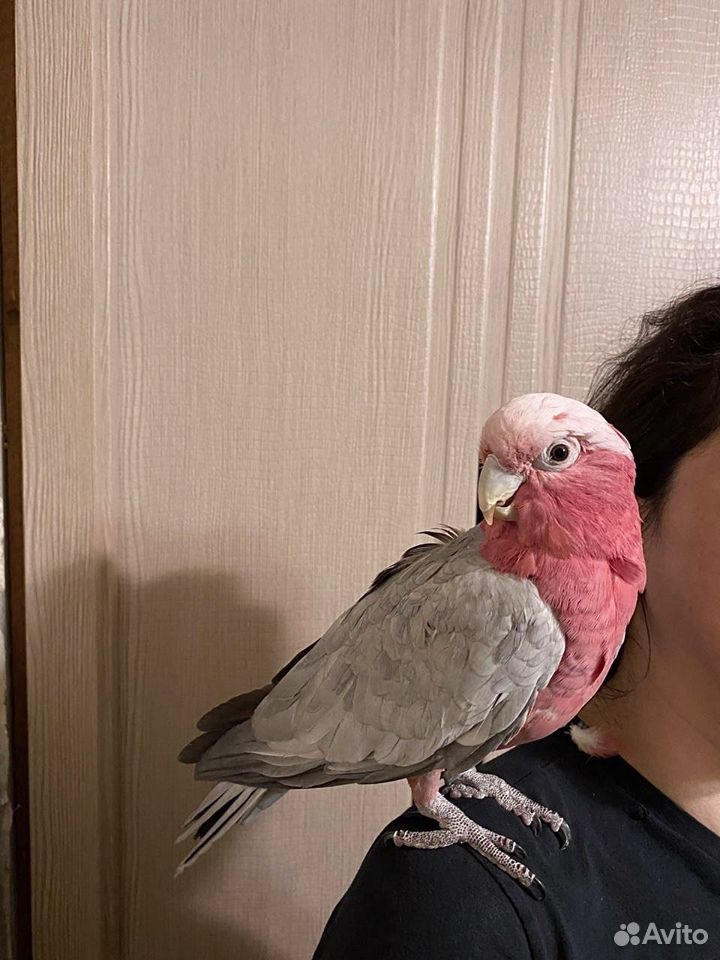 Розовый какаду