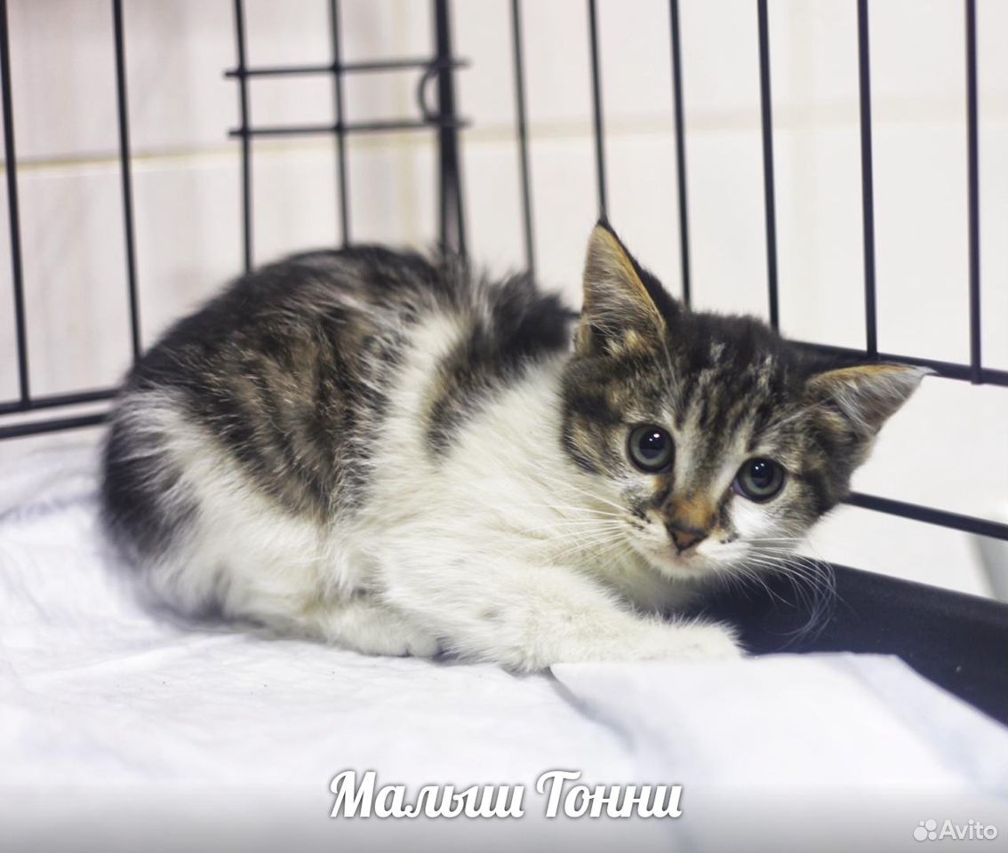 Ласковый котёнок мальчик