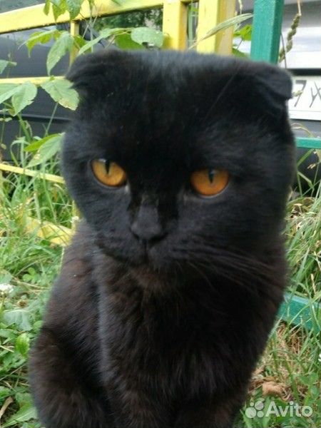 В добрые руки котик Оскар