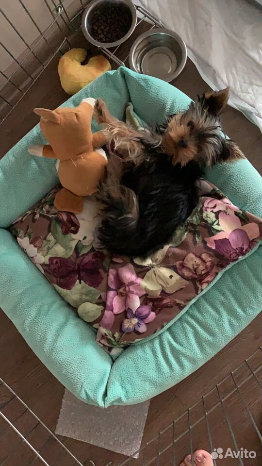 Минийорочка