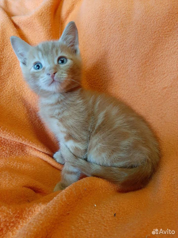 Котенок 1.5мес