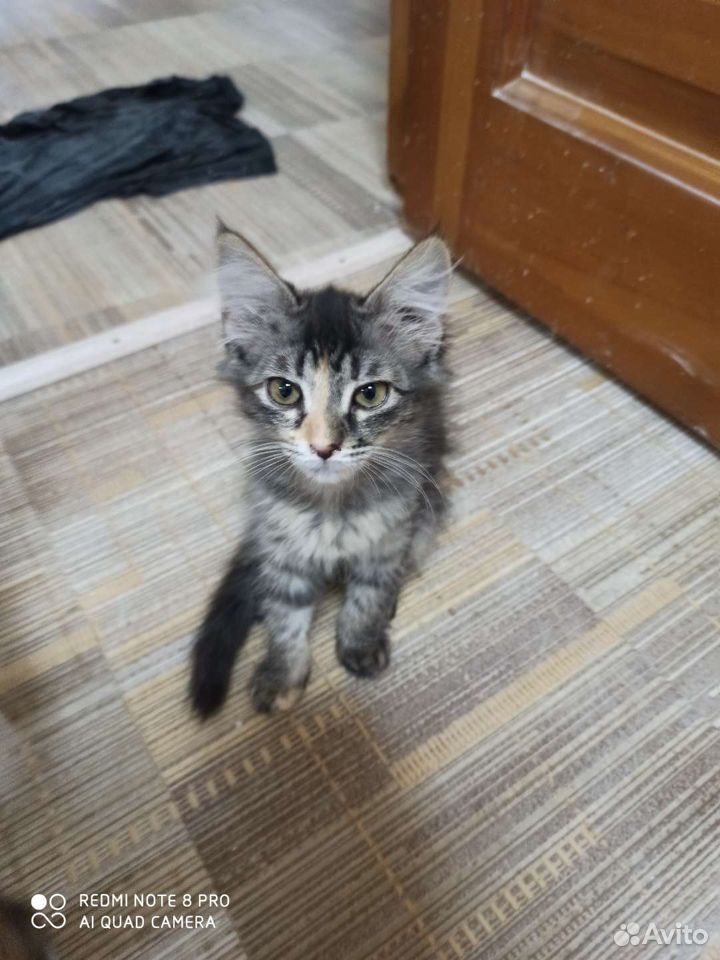 Котенок 3мес ищет добрые ручки