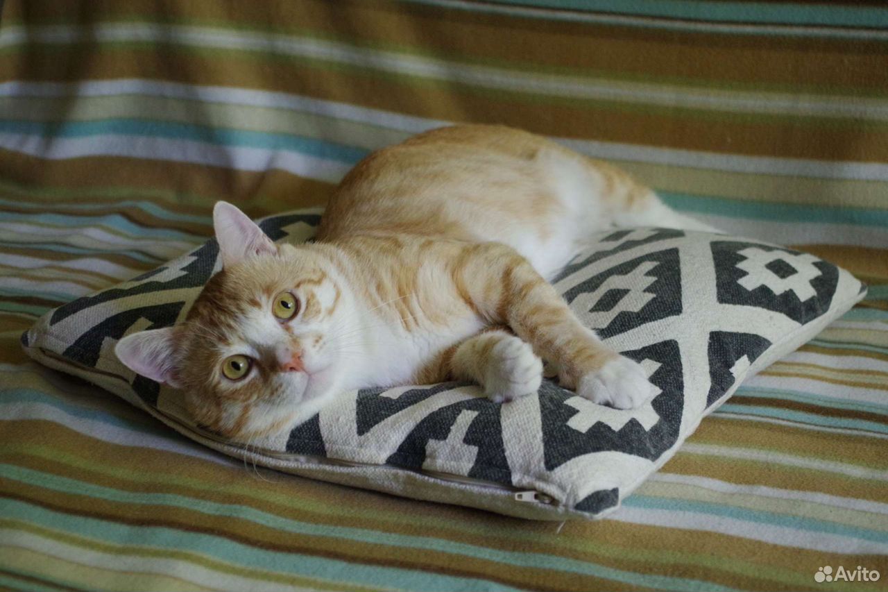Кот Том