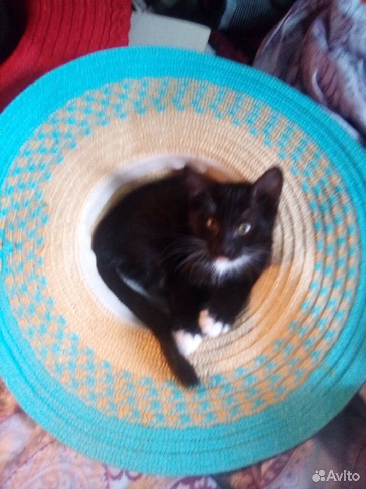 Котенок родилась 13 мая