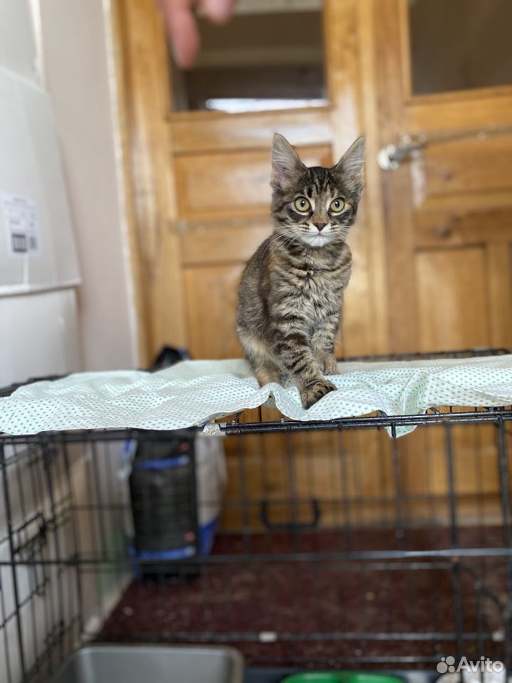 Котёнок Синди