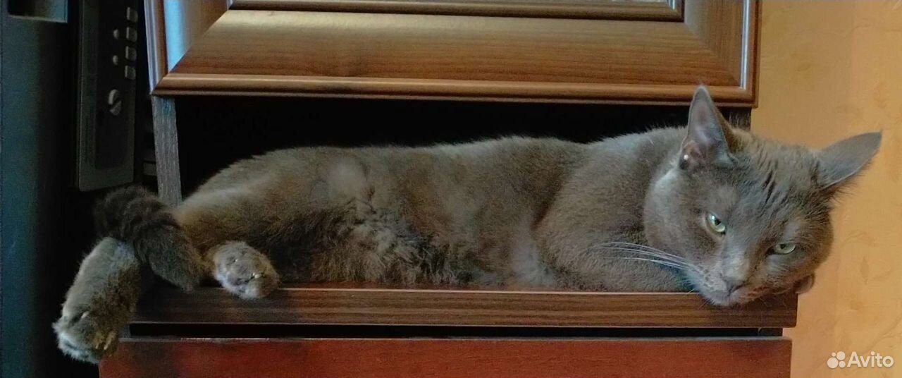 Вязка кошек