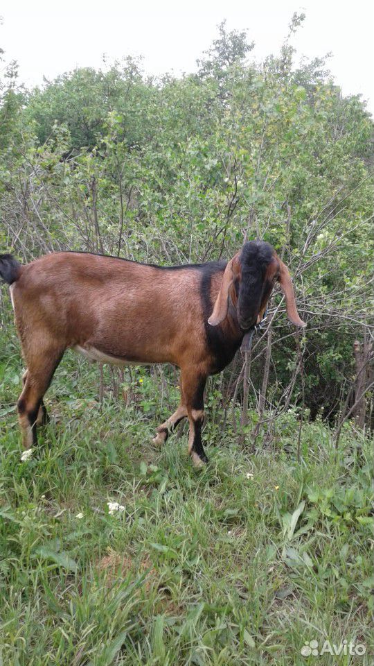 Коза нубийская, козел, козочки