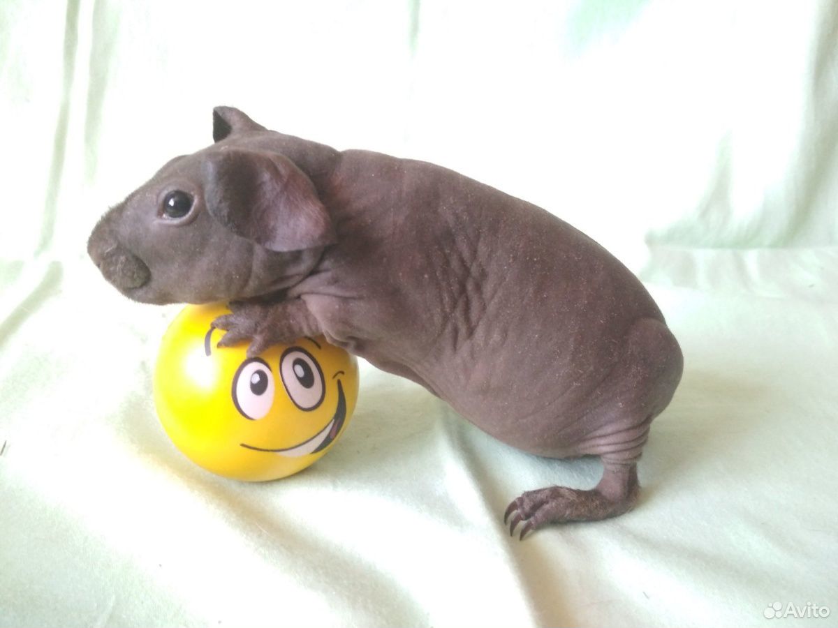 Самец скинни с родословной