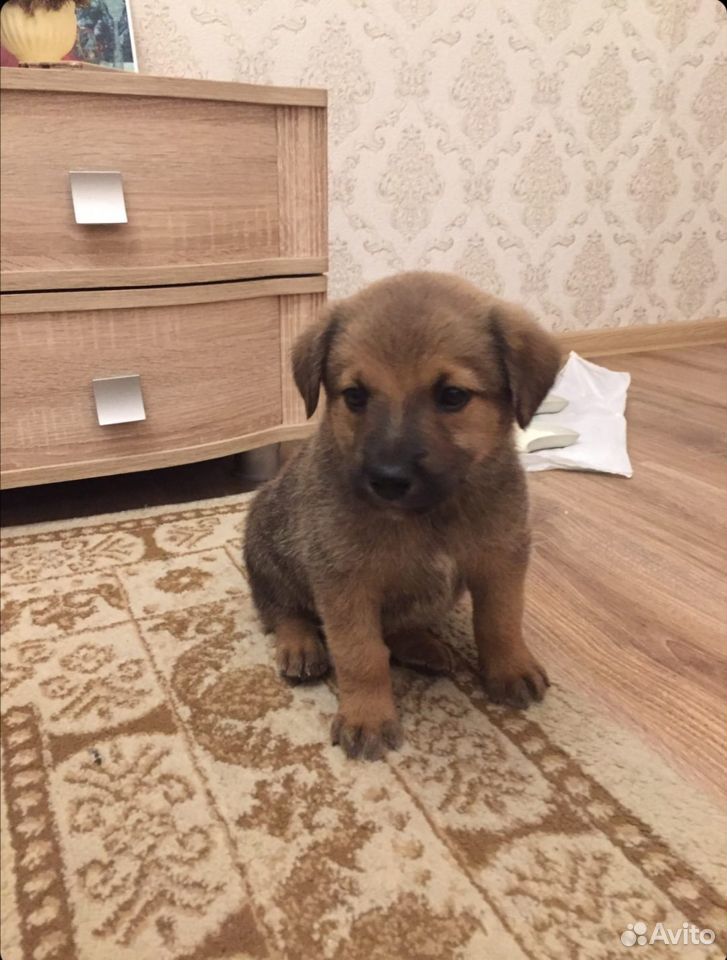 Щенки в добрые руки